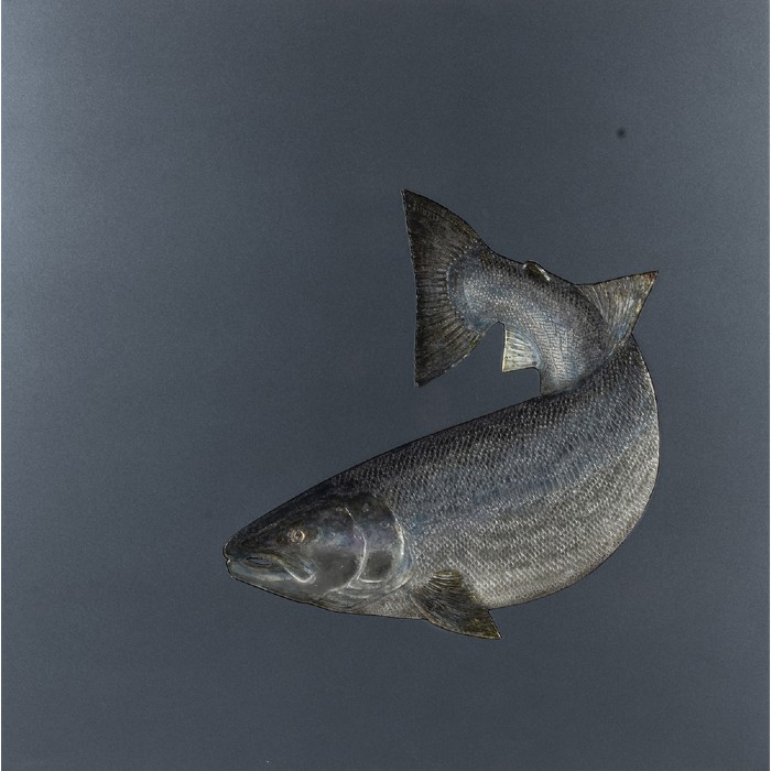 Salmon by Sam MacDonald | Sam MacDonald | House Of Bruar