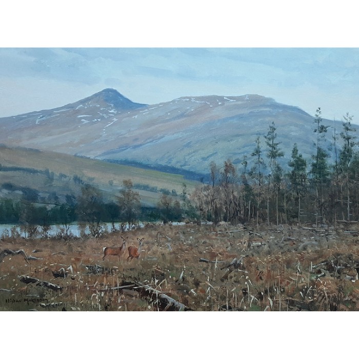 Red Hinds in Clearing, Glen Lyon by Alistair Makinson | Alistair ...