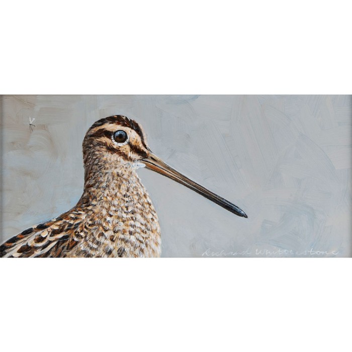 Common Snipe Portrait by Richard Whittlestone | Richard Whittlestone ...