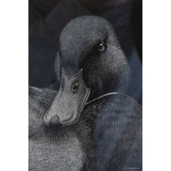 Mallard by Keith Sykes | Keith Sykes | House Of Bruar