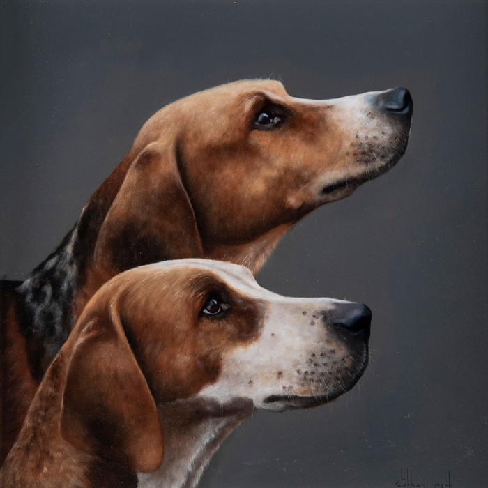 At What Age Is A Poitevin Hound Full Grown