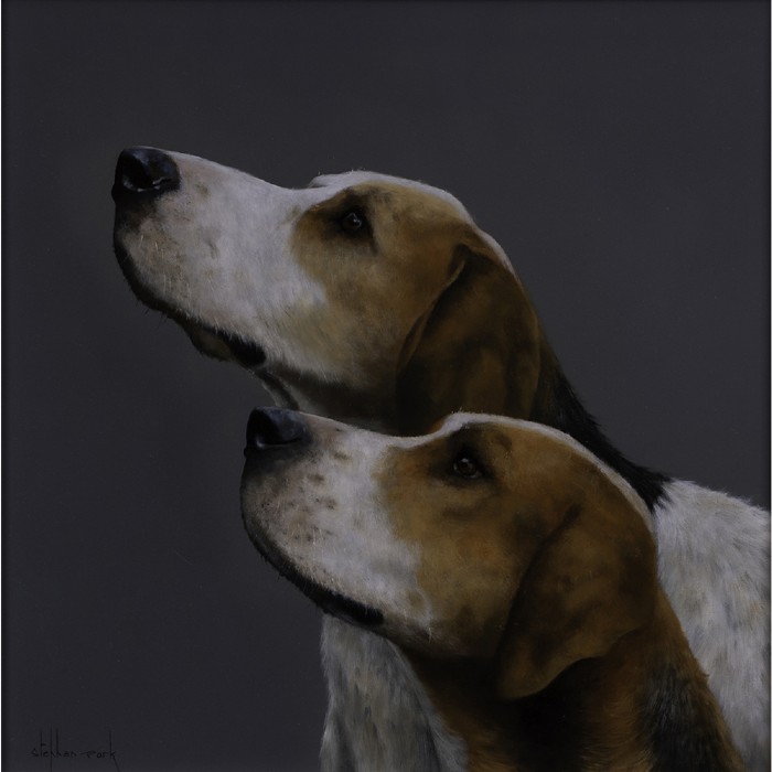 At What Age Is A Poitevin Hound Full Grown