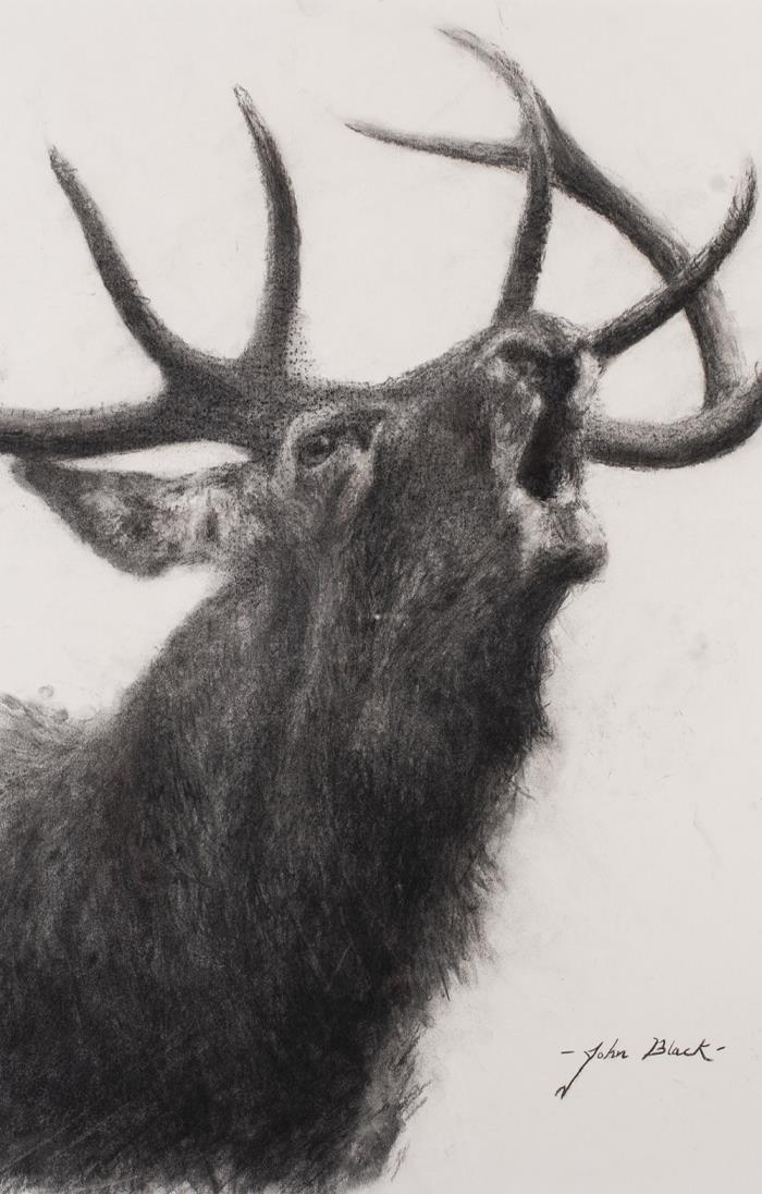 Roaring Ten Pointer Stag by John Black | House Of Bruar