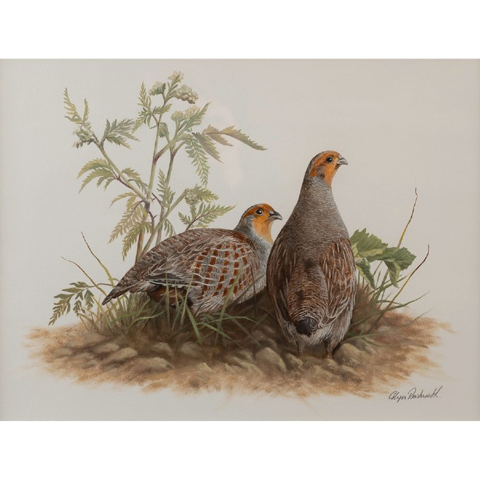 English Partridge and Hog Weed by Glyn Rushworth | Glyn Rushworth ...